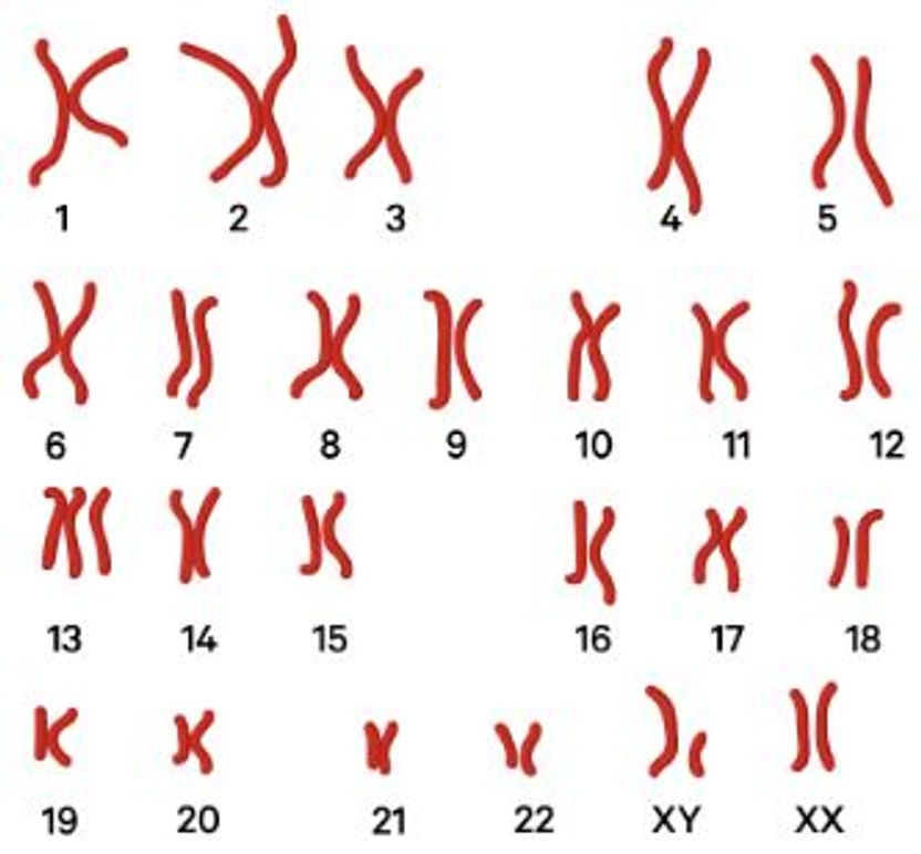 Latihan Soal & Pembahasan UTBK 2022: Biologi